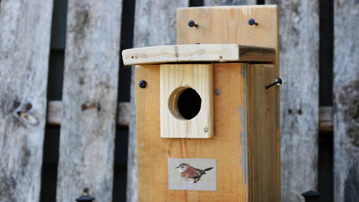The best way to Shield Nesting Packing containers With a DIY Predator ...